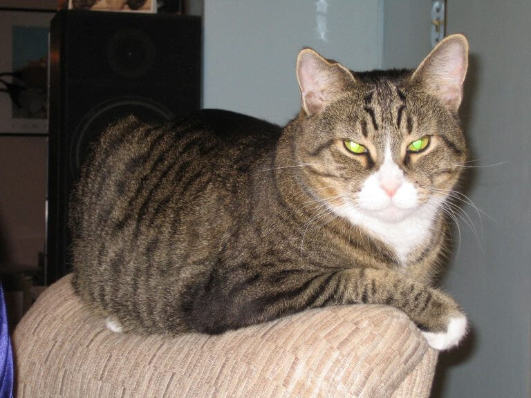 Sammy the cat - memorial tribute