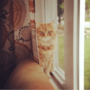 Memorial tribute to Edison, the magnificent cat