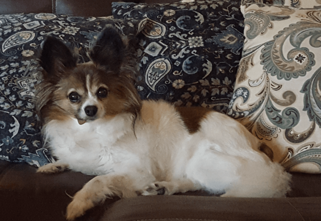 Daisy Loo